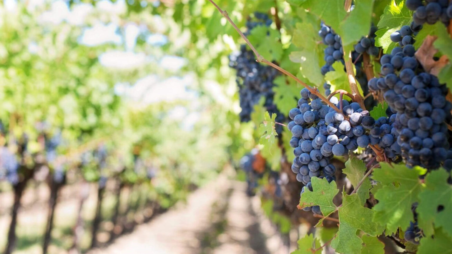 BODEGAS POMAR TE INVITA A "DESCUBRIR, VIVIR Y CREER" EN EL ARTE DE ...