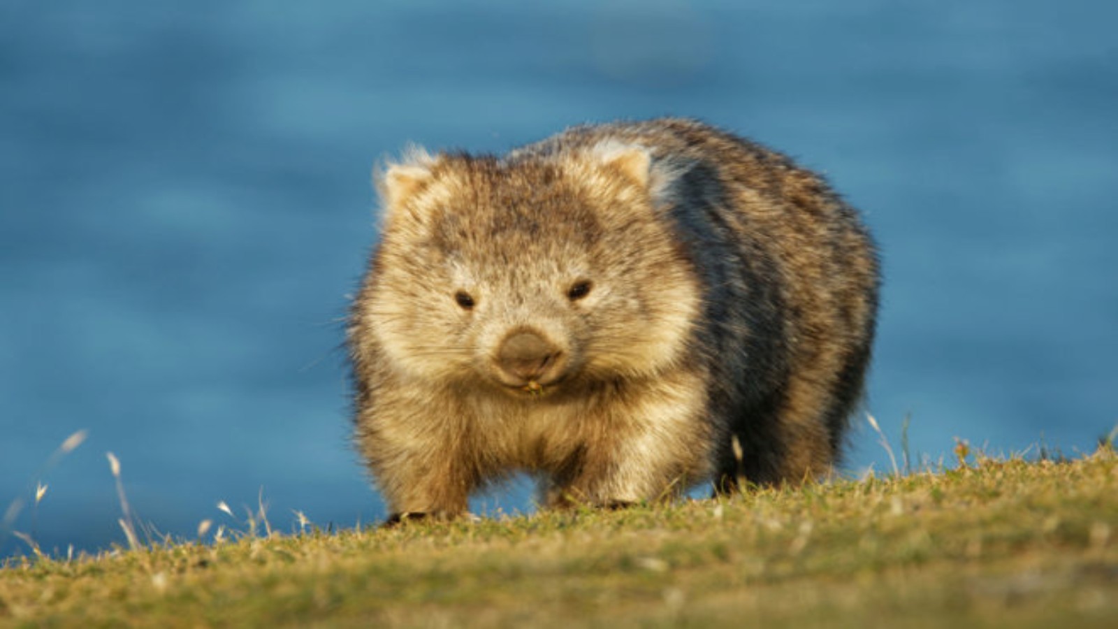 No solo hay canguros en Australia, conoce 5 curiosidades del wombat